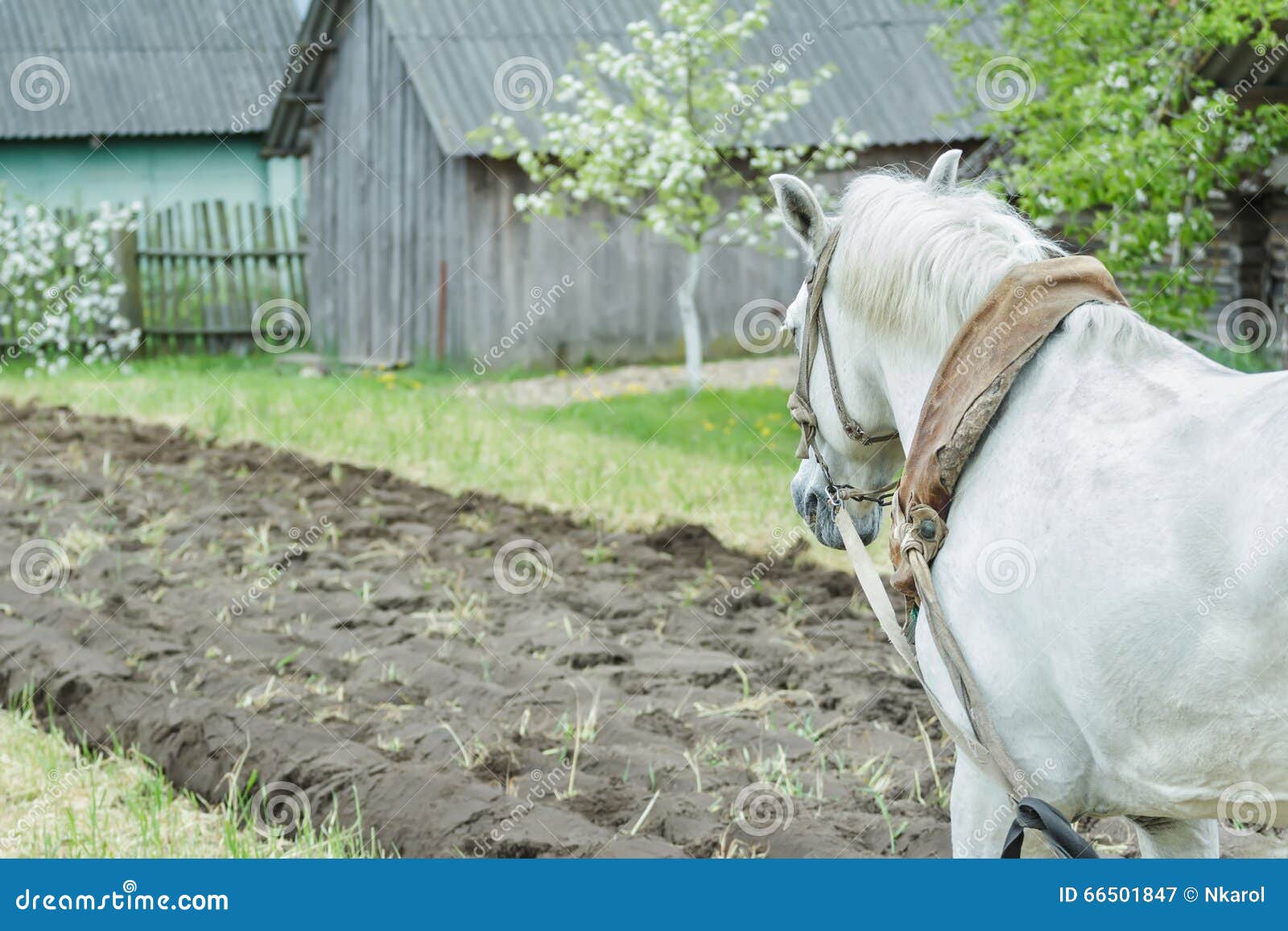 White Draft Horse Team Stock Photo | CartoonDealer.com #43508748