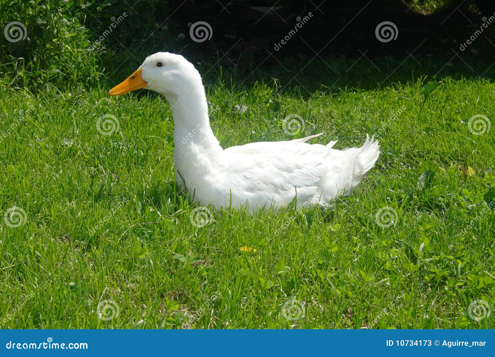 White drake stock image. Image of fowl, dinner, roast - 10734173