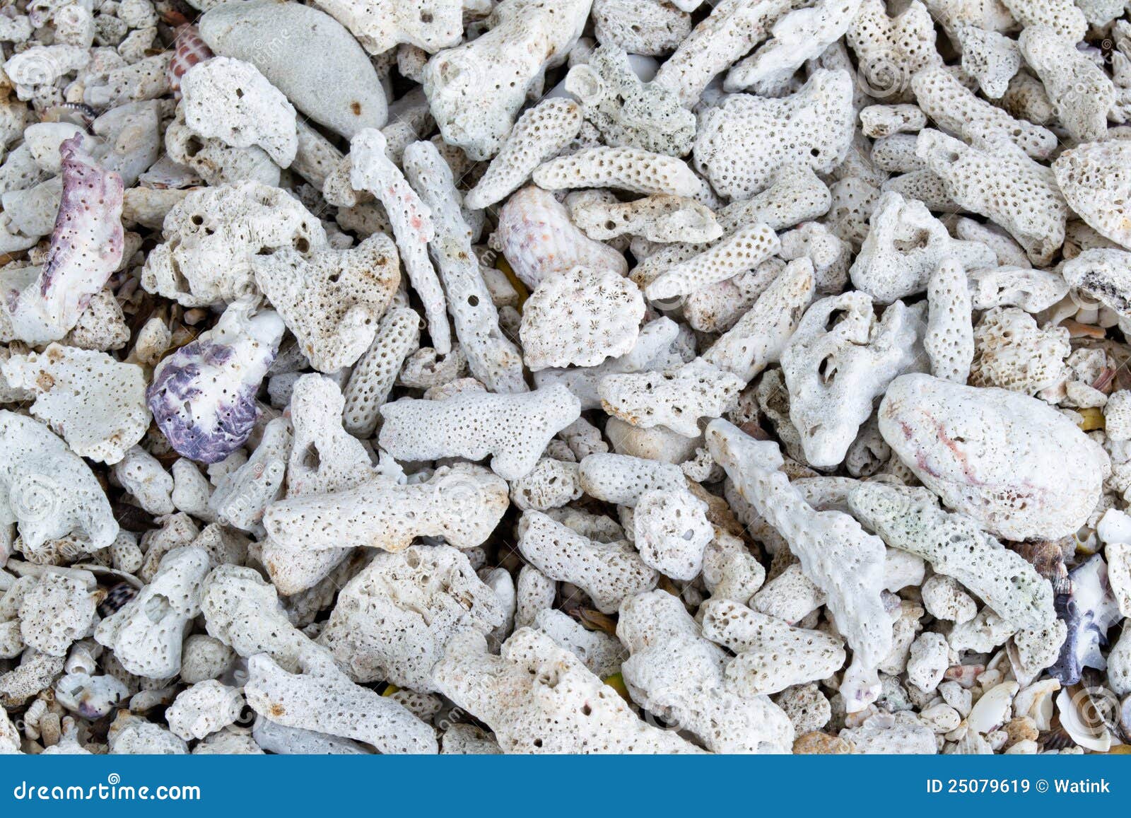 White dry corals stock image. Image of texture, ruins - 25079619