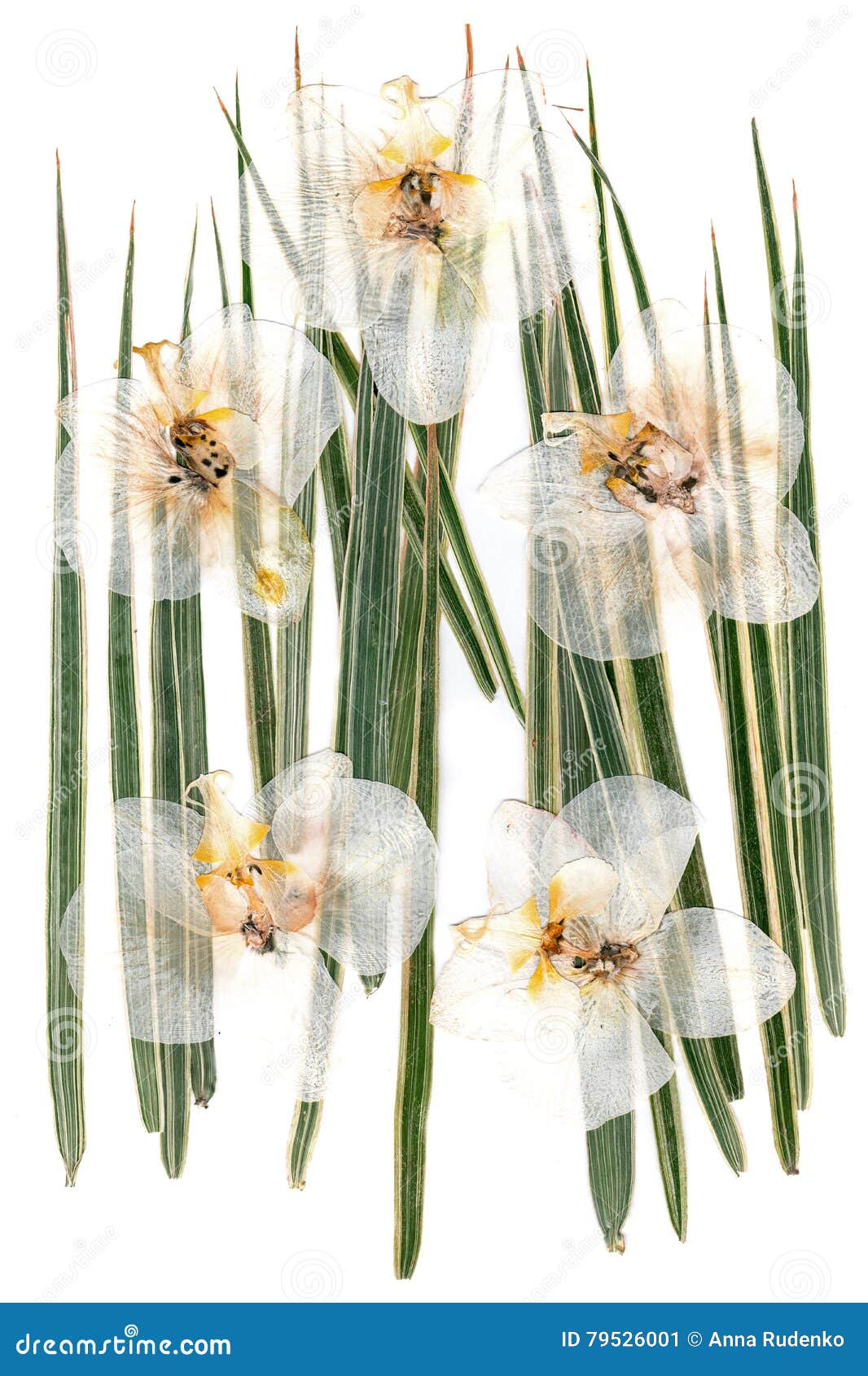 White Dry Orchid Flowers on Multicolor Pressed Decorative Green Stock ...