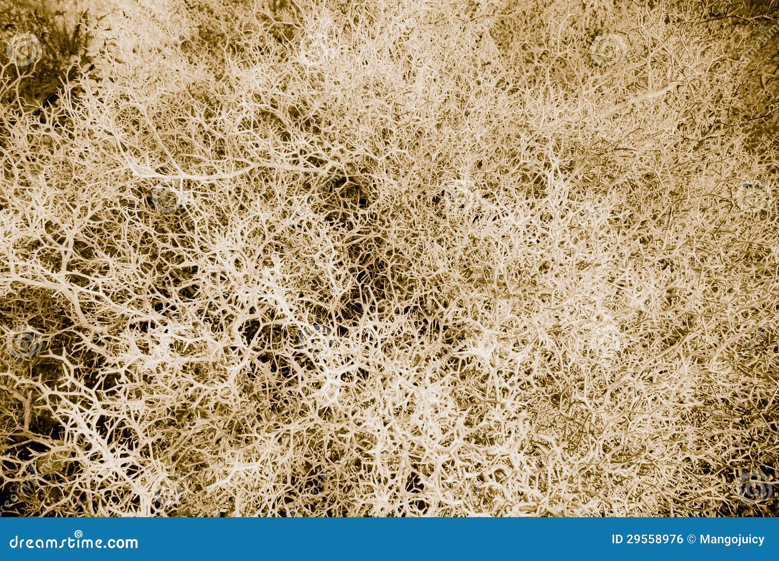 White, Dry Prickly Bush Background Stock Photo - Image of thicket ...