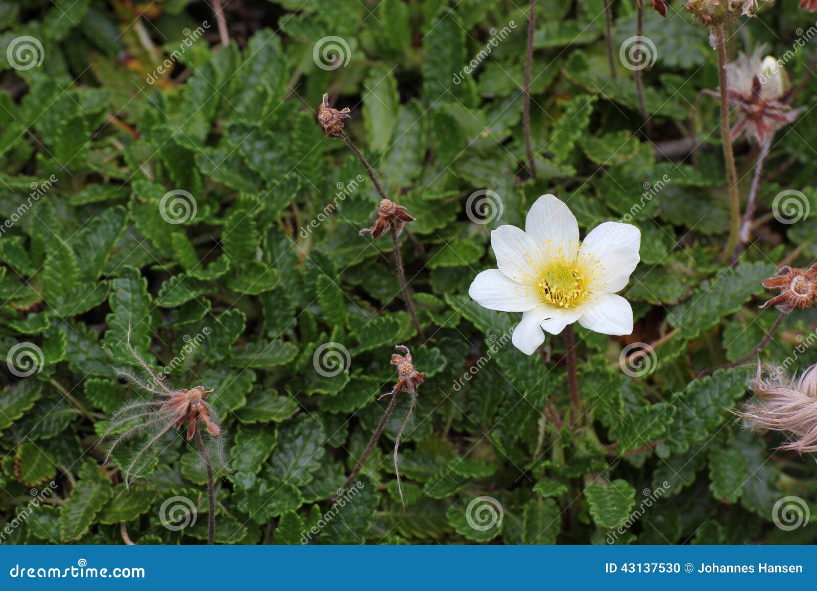 White Dryad Blossom stock photo. Image of close, single - 43137530