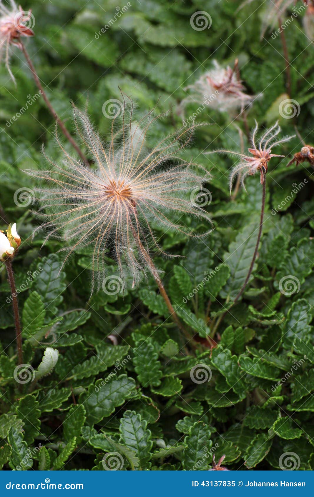White Dryad Seeds stock image. Image of century, colors - 43137835