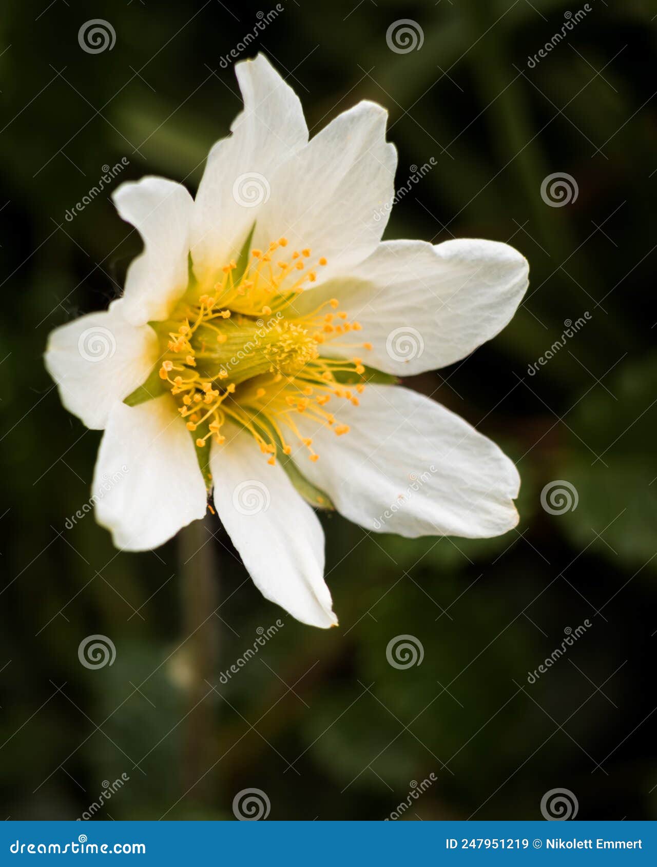 White Dryas Flower Blooming Stock Image - Image of evergreen, beautiful ...