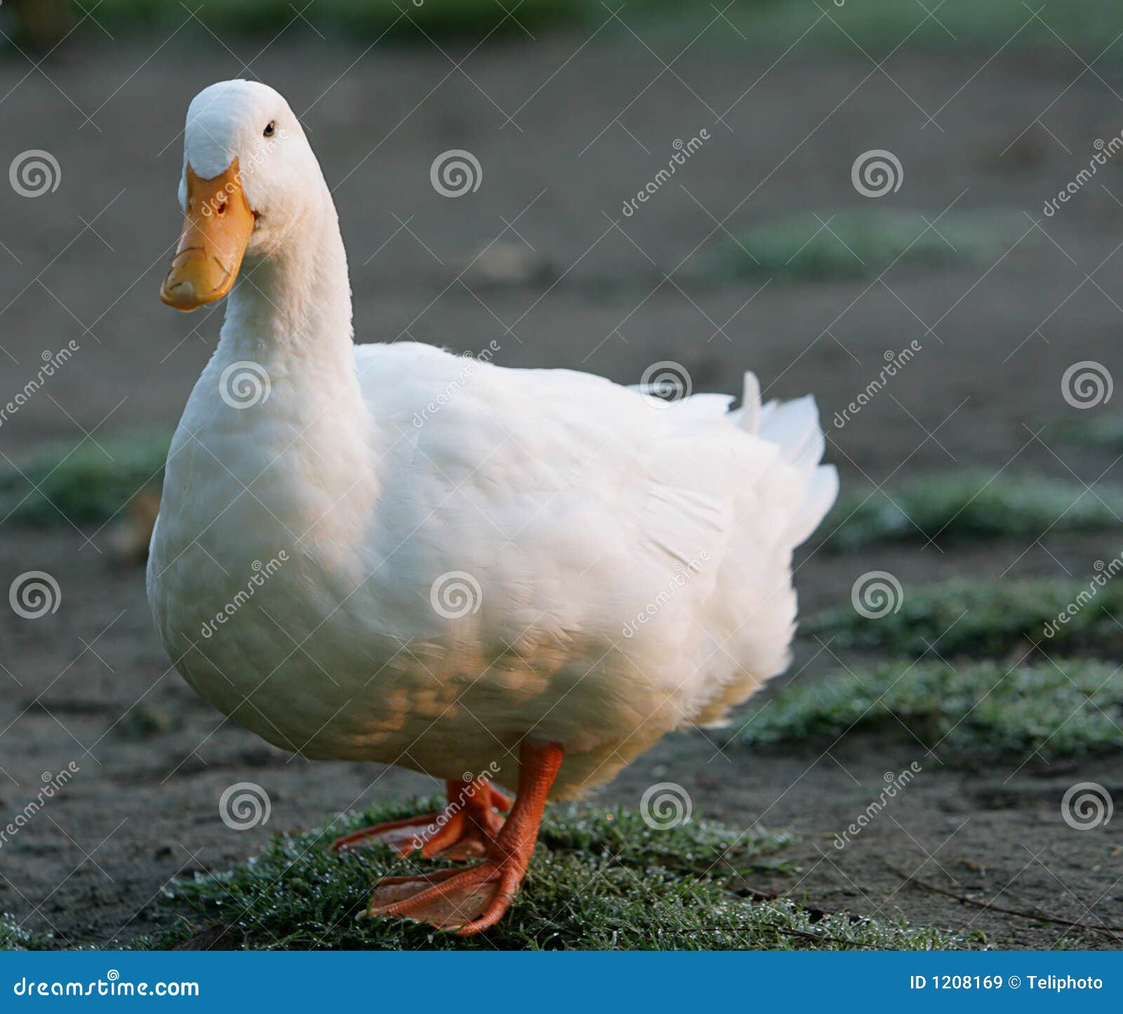 White Duck stock image. Image of walk, lake, outside, bill - 1208169
