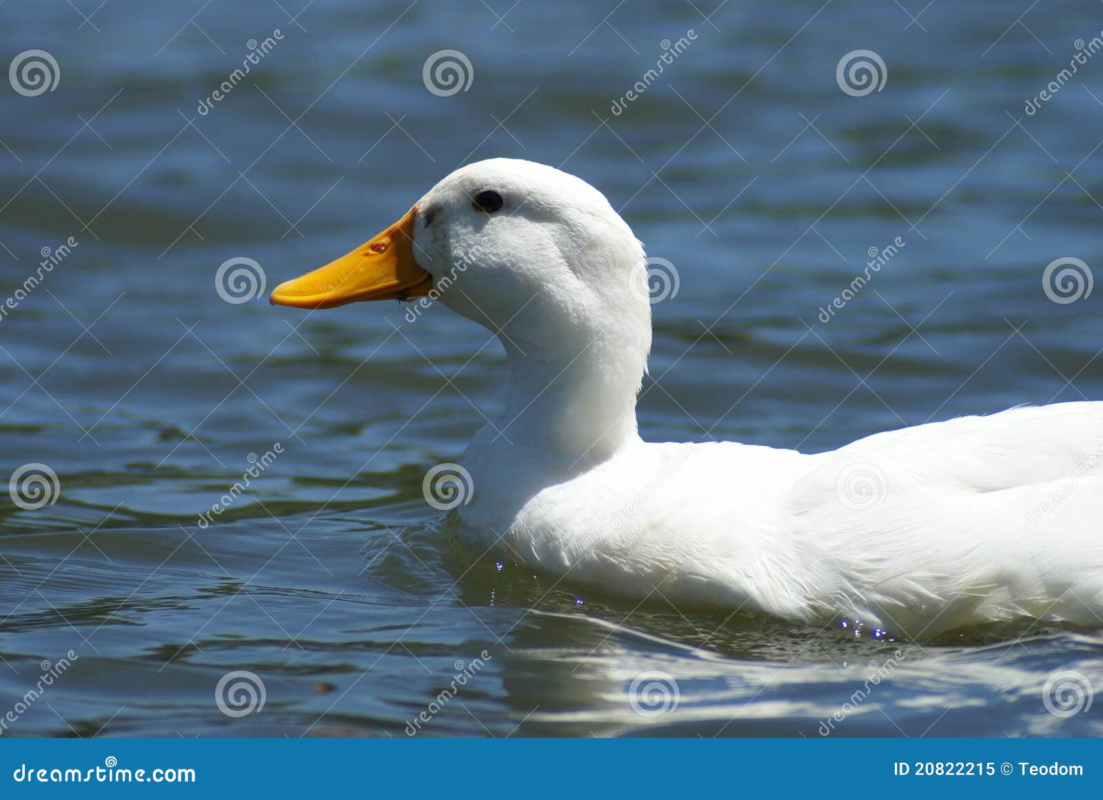 White Duck stock image. Image of beak, game, grass, bird - 20822215