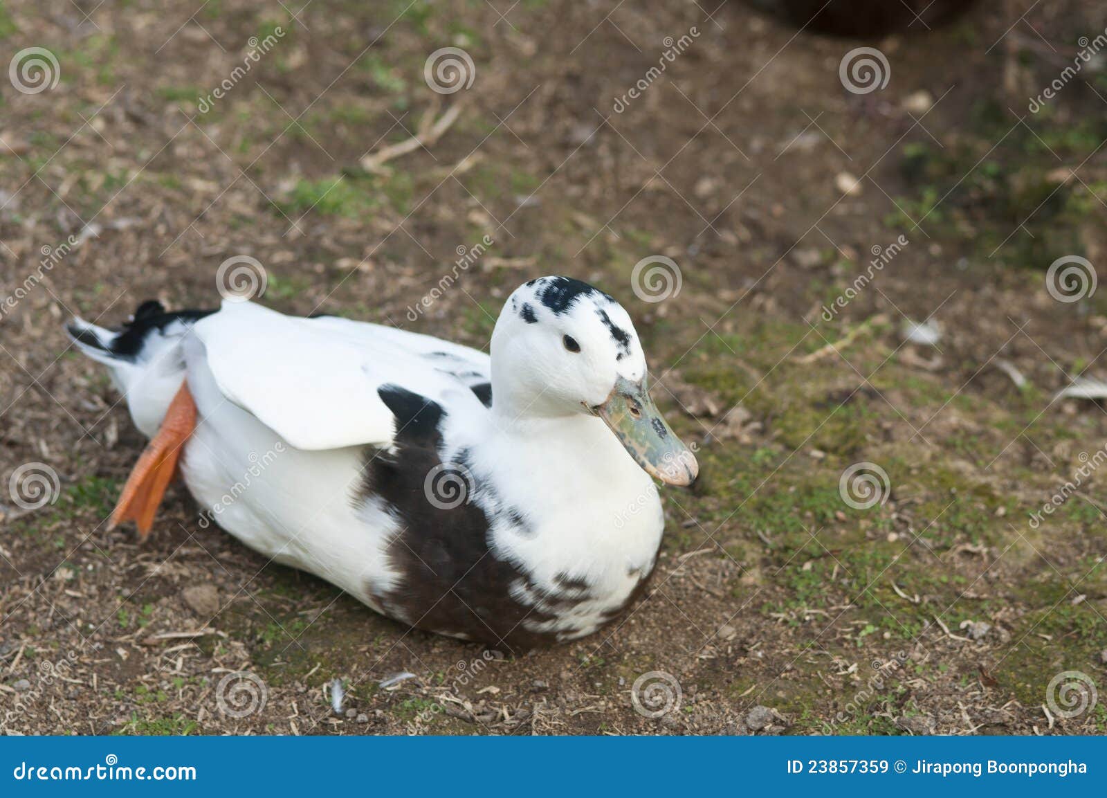 White duck stock image. Image of male, lines, daylight - 23857359