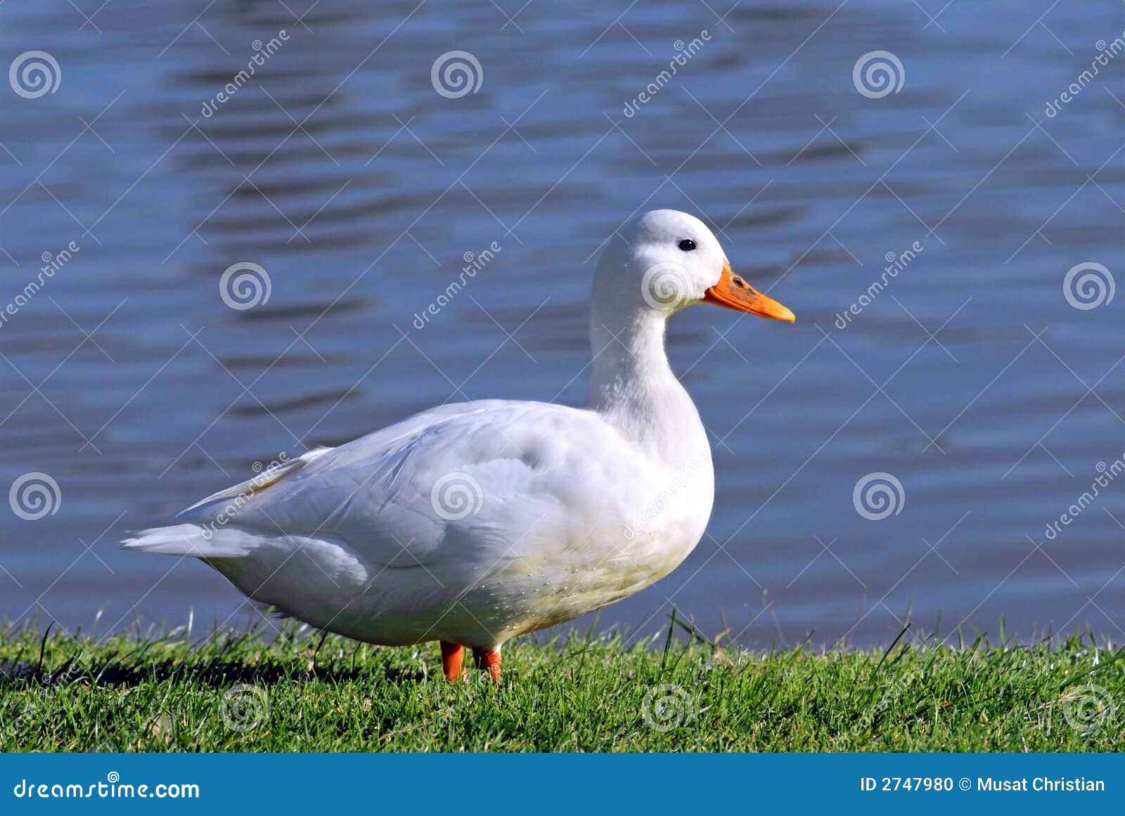 4,648 White Duck Profile Stock Photos - Free & Royalty-Free Stock ...