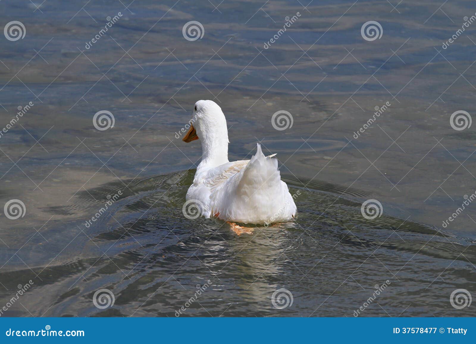 White duck stock image. Image of white, duck, outdoor - 37578477