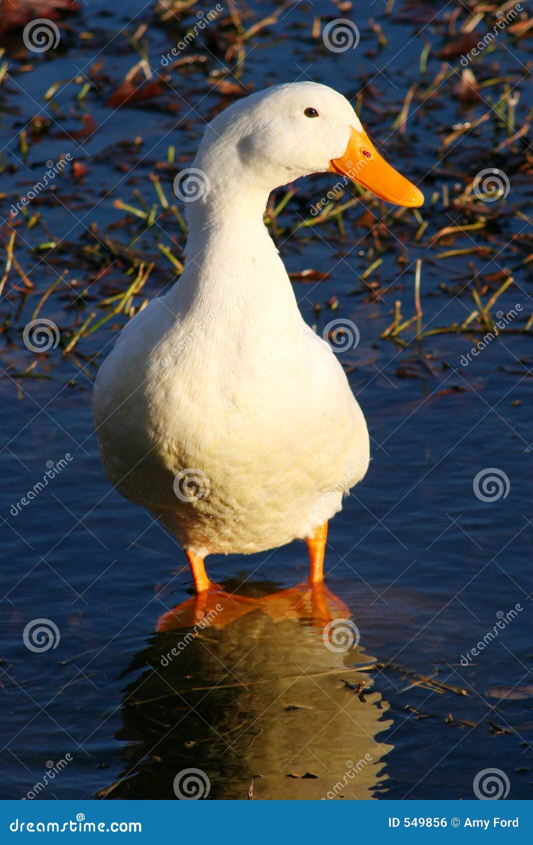White Duck stock photo. Image of peaceful, reflection, stand - 549856