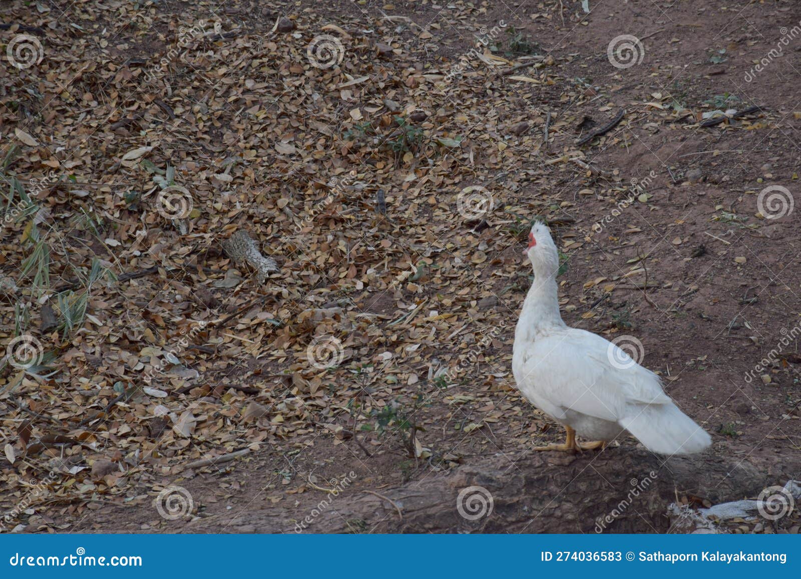 A White Duck Alone in the Park. Stock Image - Image of animal, ducks ...