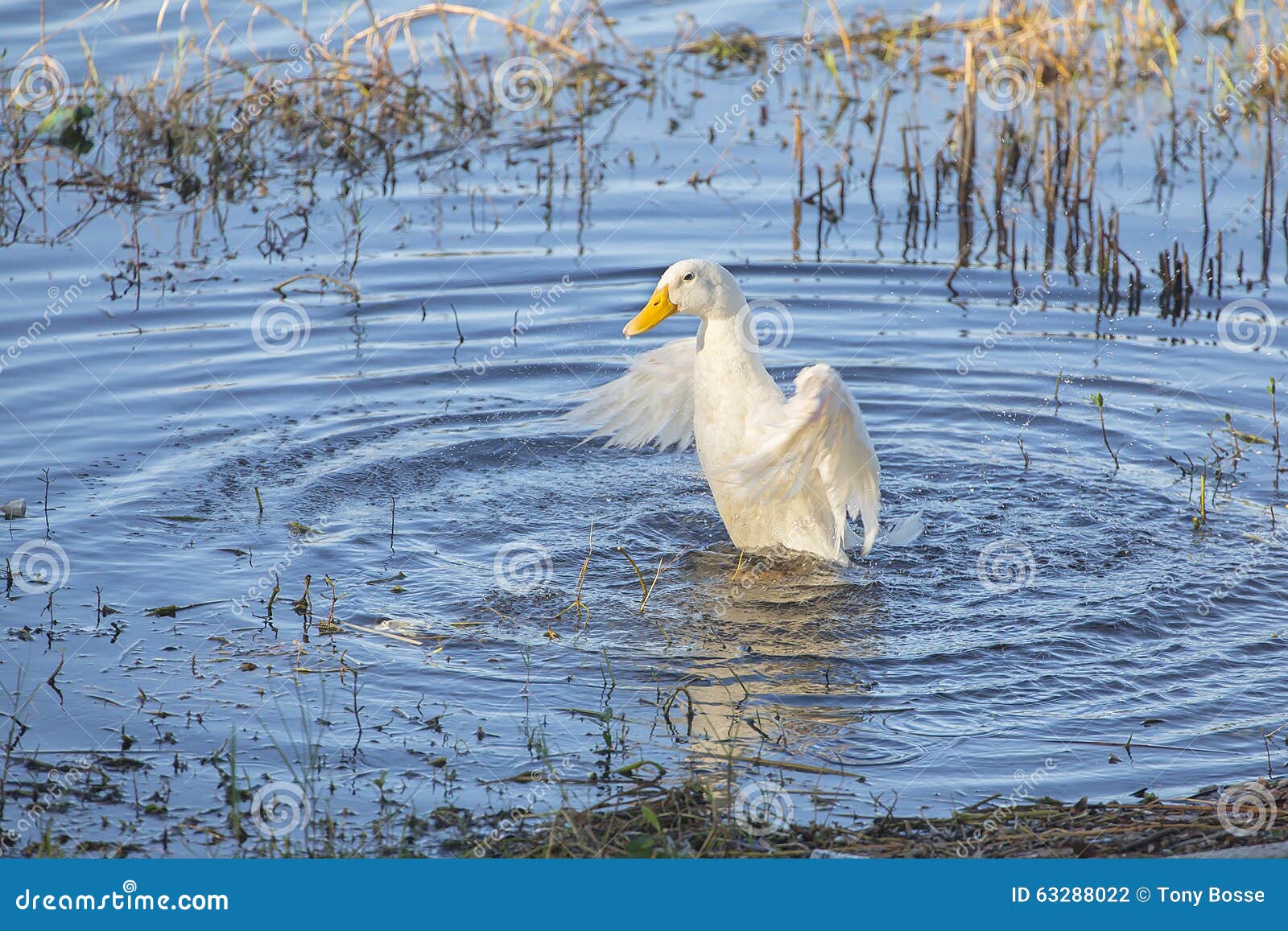 White Duck Bathing stock photo. Image of pond, waterbird - 63288022