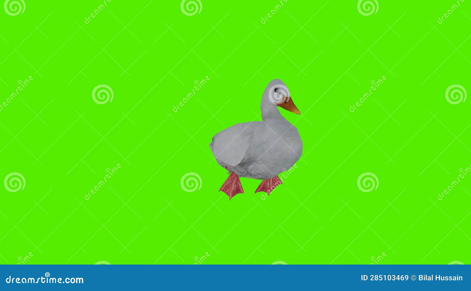 White Duck Eating from the Angle of the Side and Back and Three Sides ...