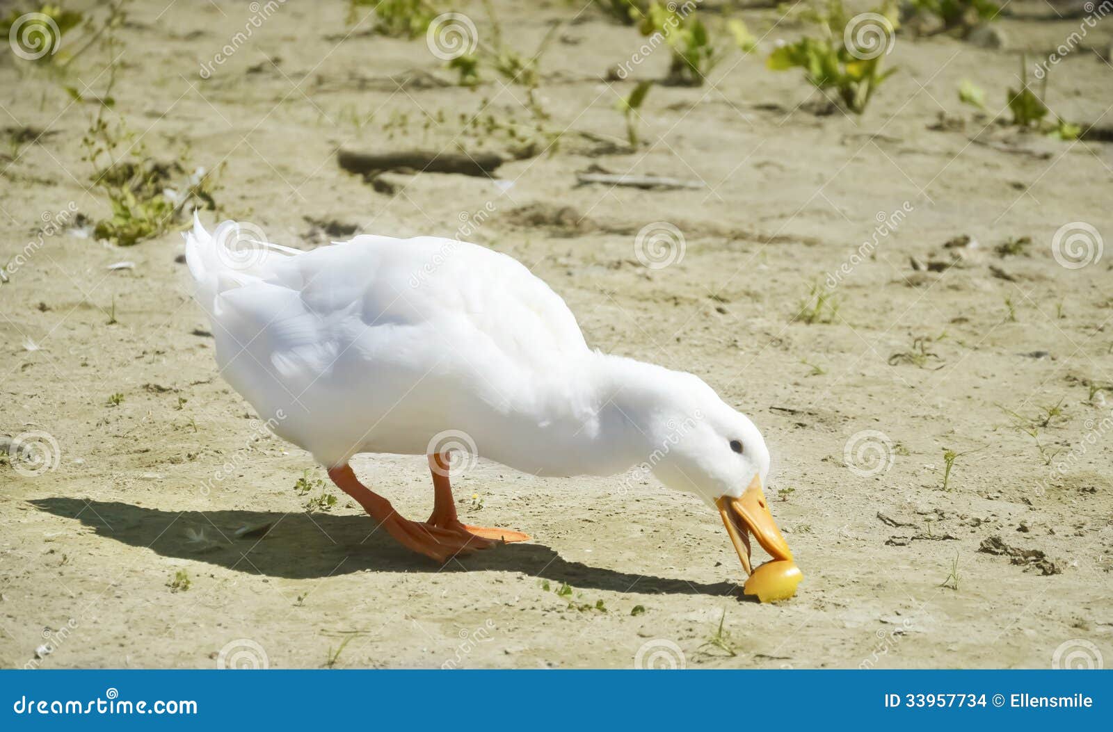 White duck eats bread stock photo. Image of bird, food - 33957734