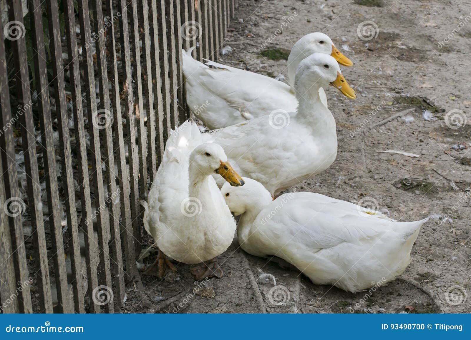 White duck on the farm stock photo. Image of farm, breast - 93490700