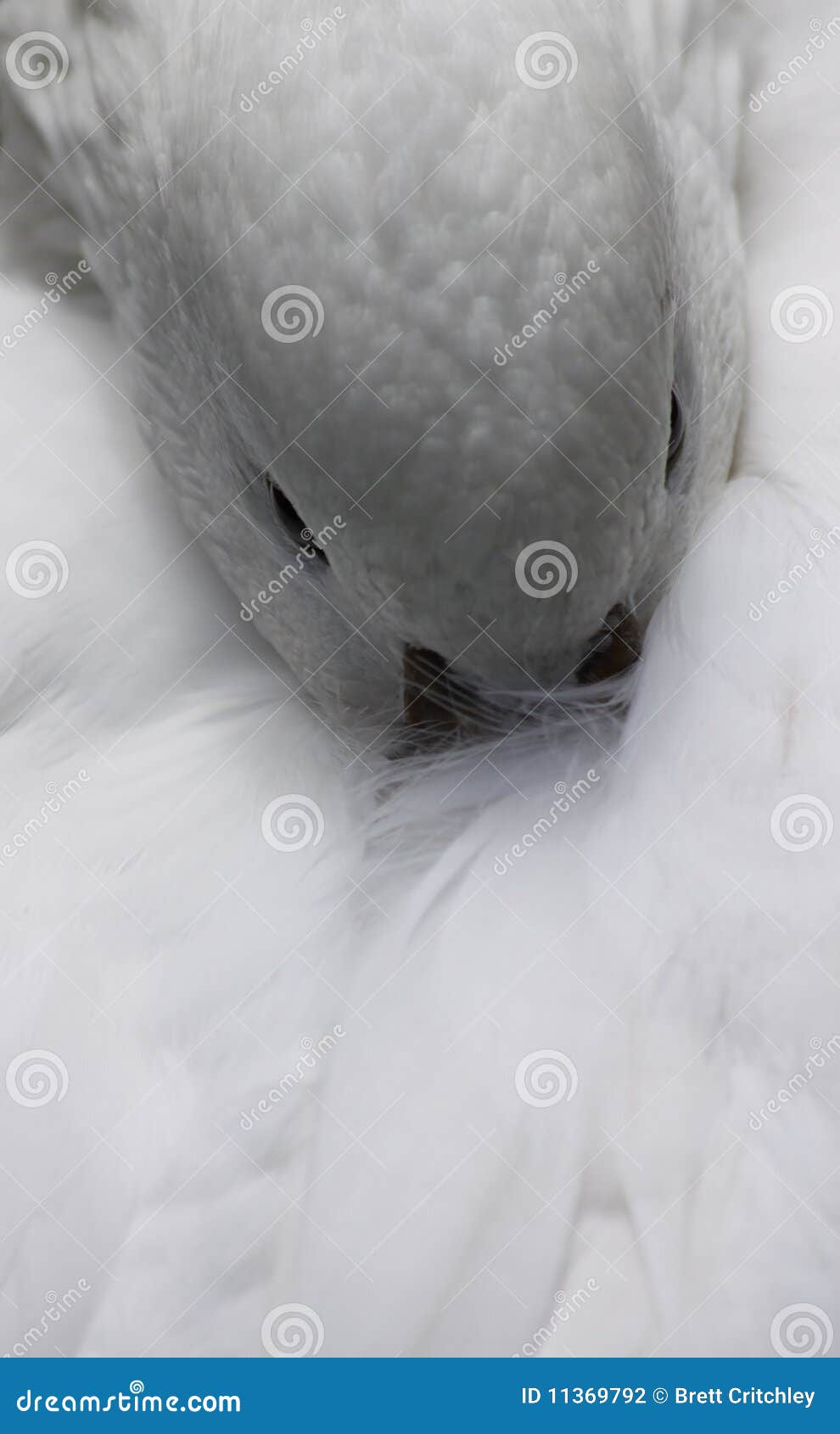 White duck feathers stock photo. Image of aylesbury, feathers - 11369792