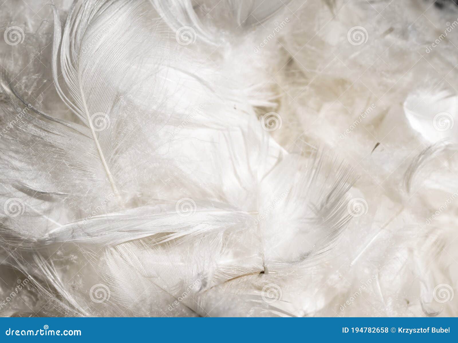 White Duck Feathers. Background or Texture Stock Photo - Image of ...