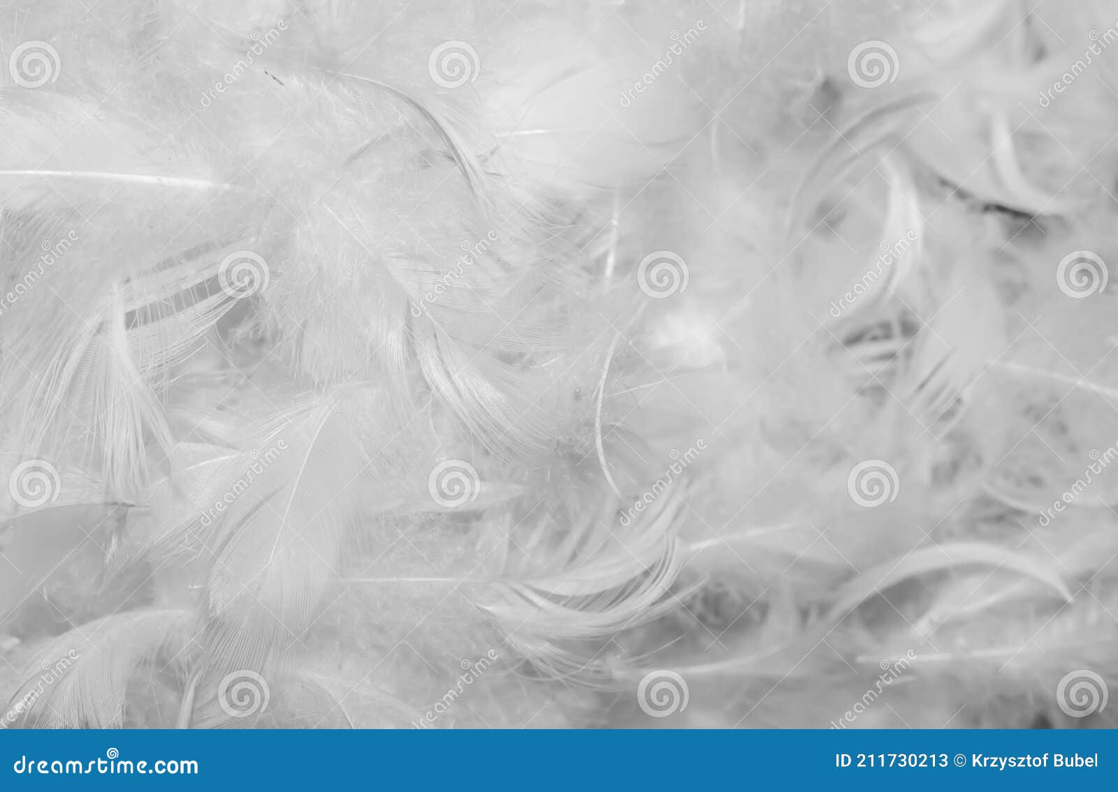 White Duck Feathers with Visible Details. Textura or Background Stock ...