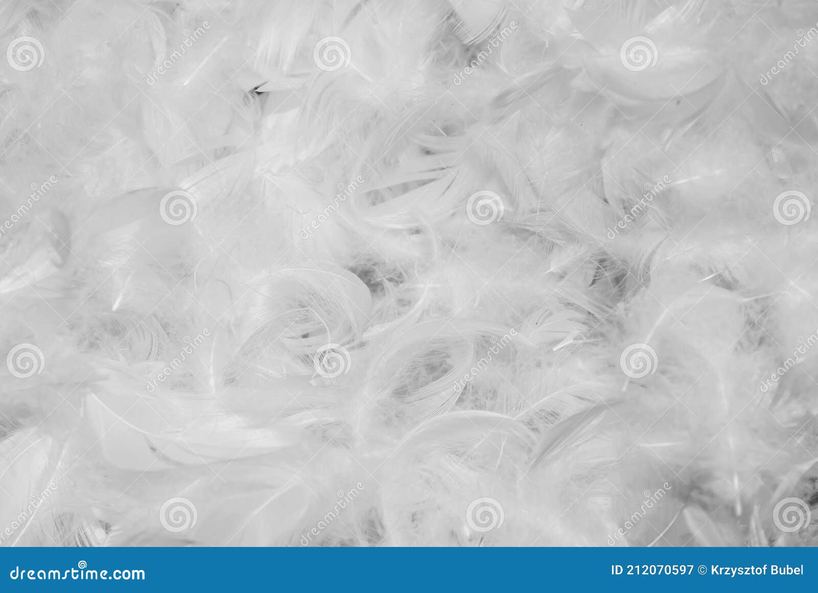 White Duck Feathers with Visible Details. Textura or Background Stock ...