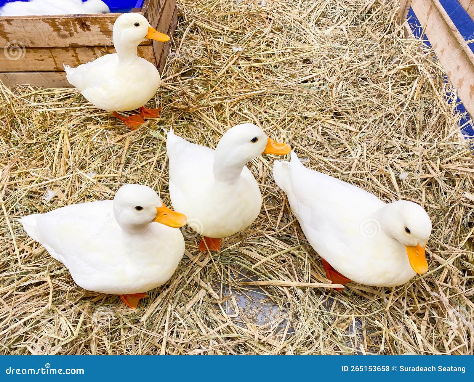 White duck feeding in farm editorial stock photo. Image of avian ...