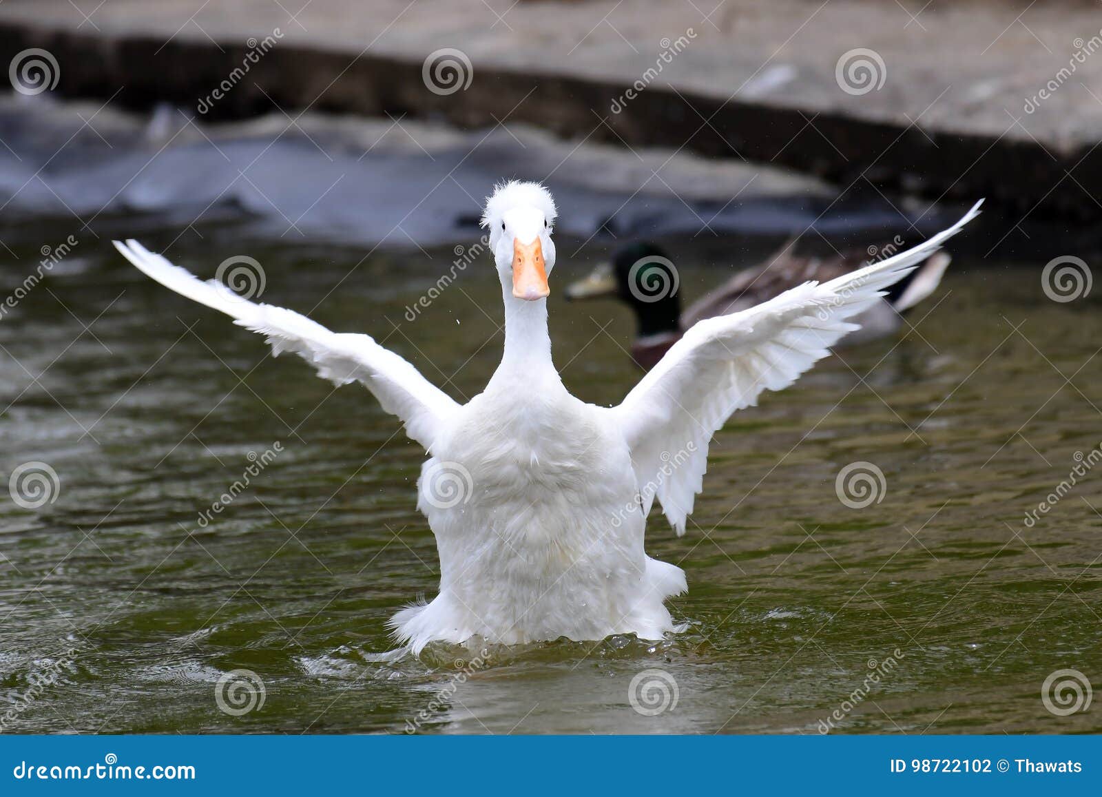 White Duck flapping stock photo. Image of white, closeup - 98722102