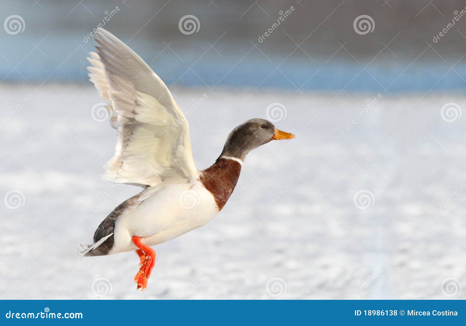 White duck in flight stock photo. Image of quebec, away - 18986138