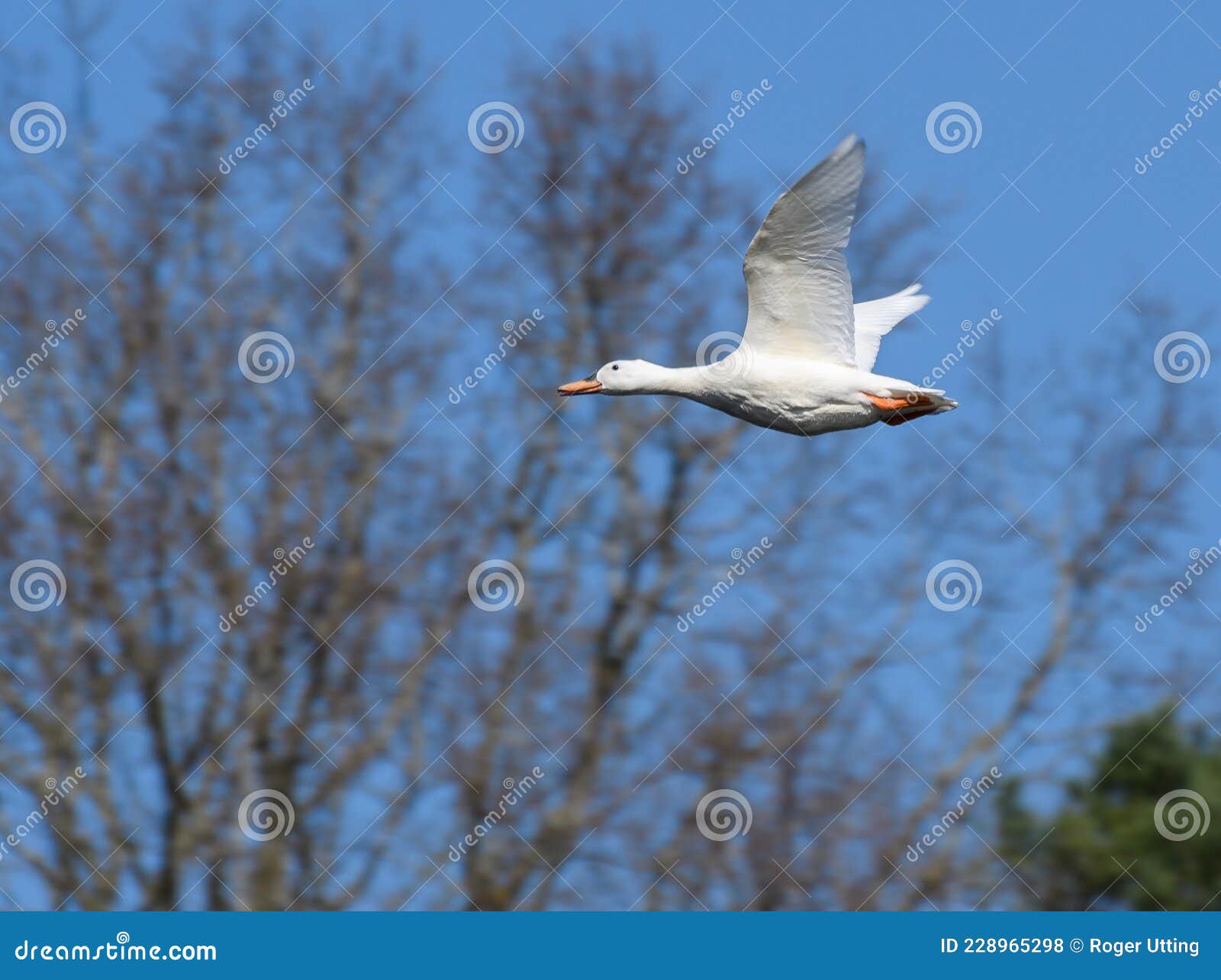 White duck flying stock photo. Image of great, plumage - 228965298