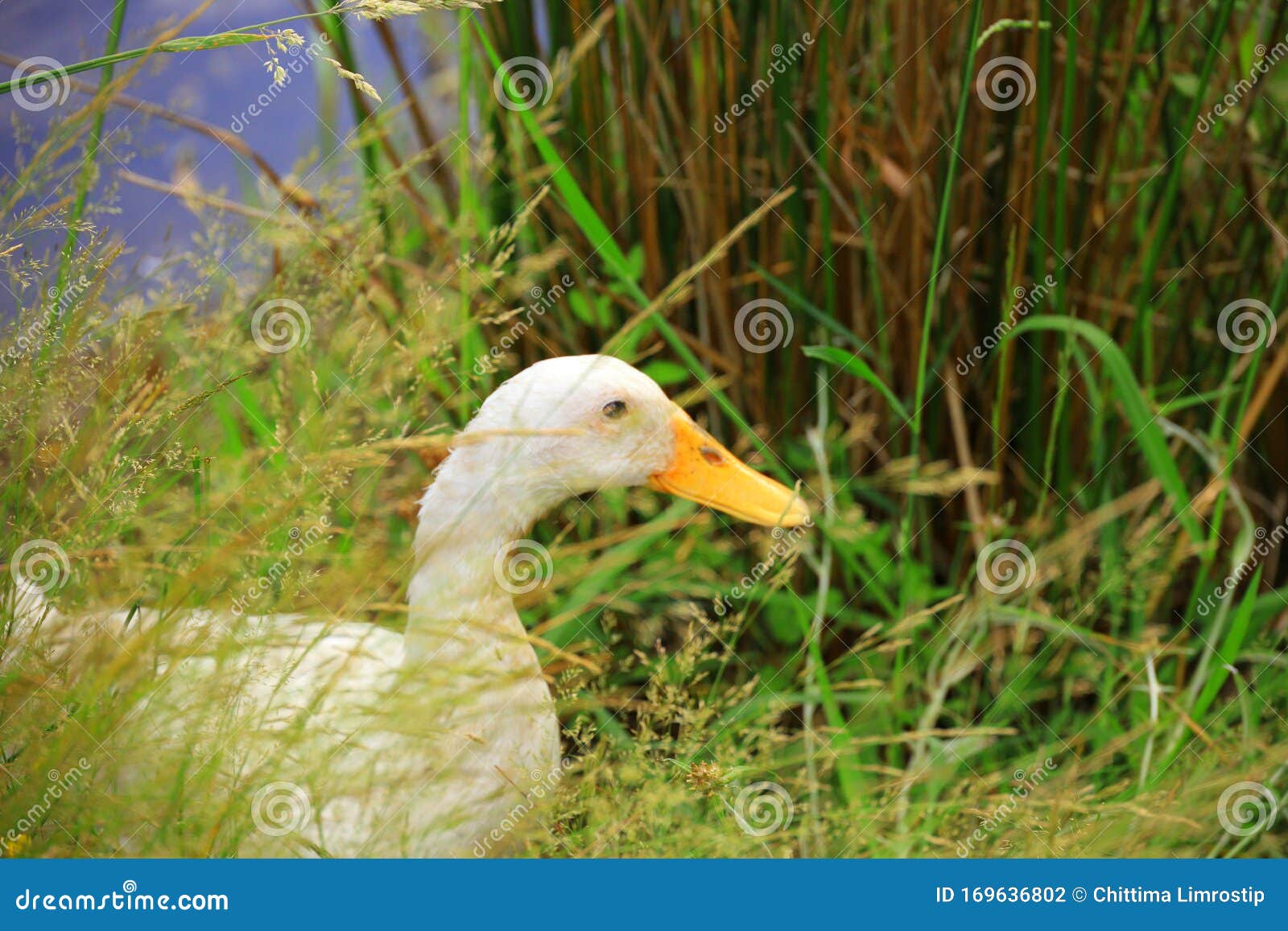 White Duck Getting Out of the Pond Stock Photo - Image of duck, blue ...