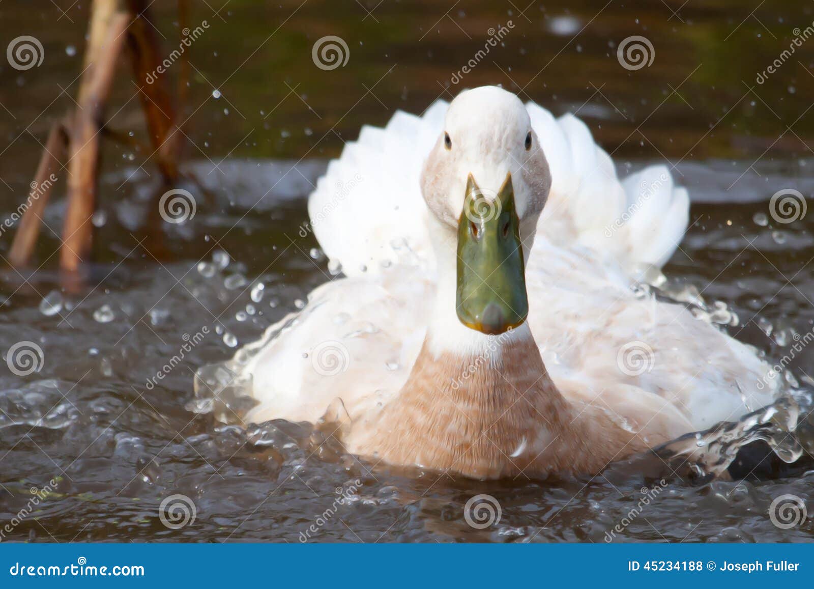 White Duck with Green Bill Splashing in the Water Stock Photo - Image ...