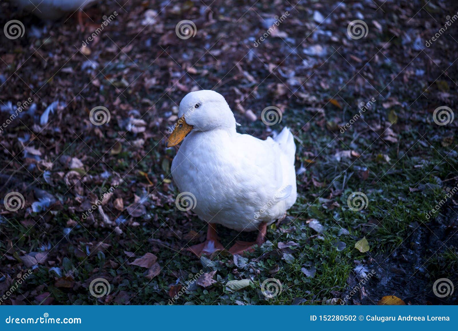 White duck on the ground stock photo. Image of domestic - 152280502