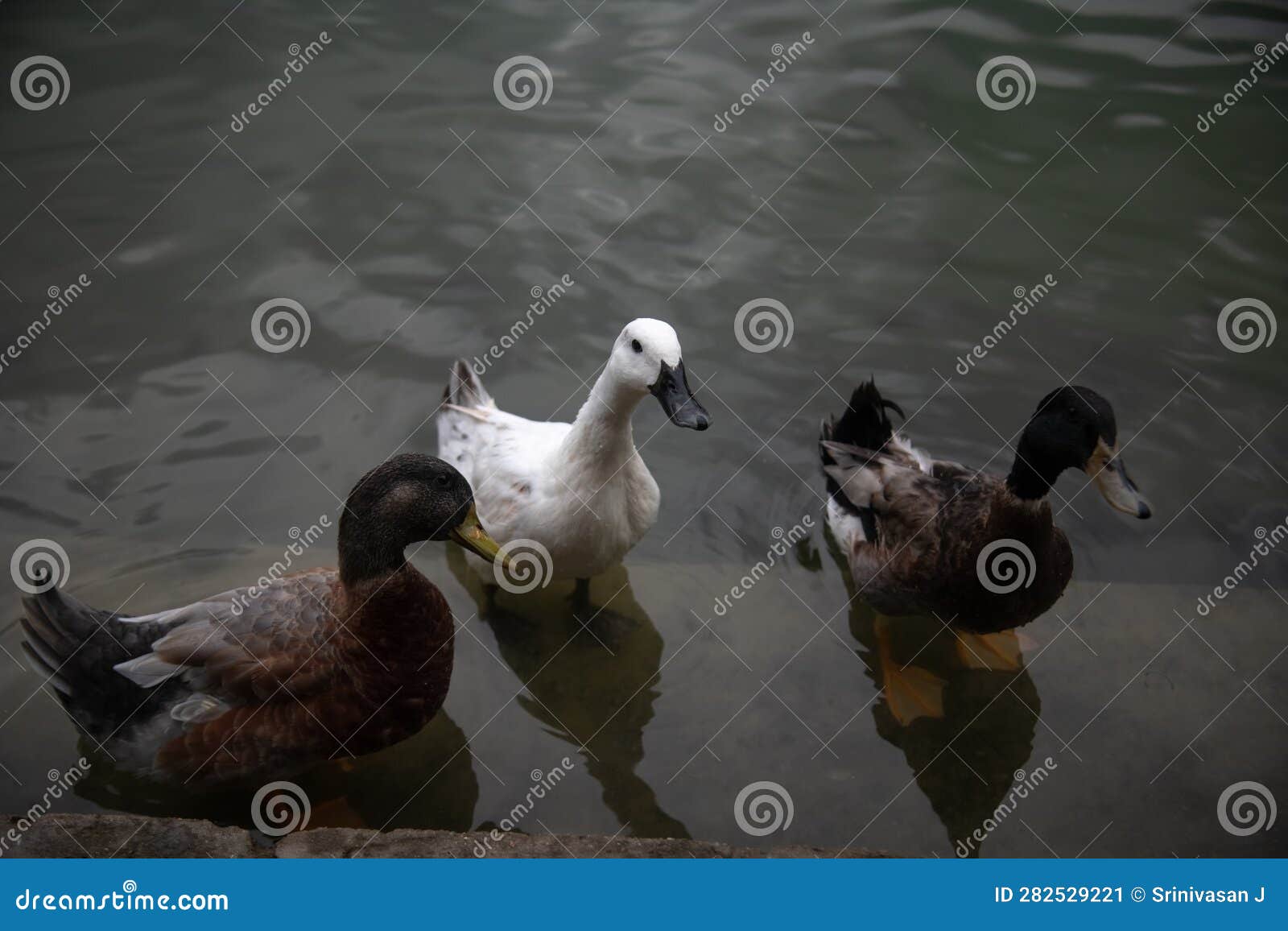White Duck and Group of Ducks on a Pond Stock Image - Image of orange ...