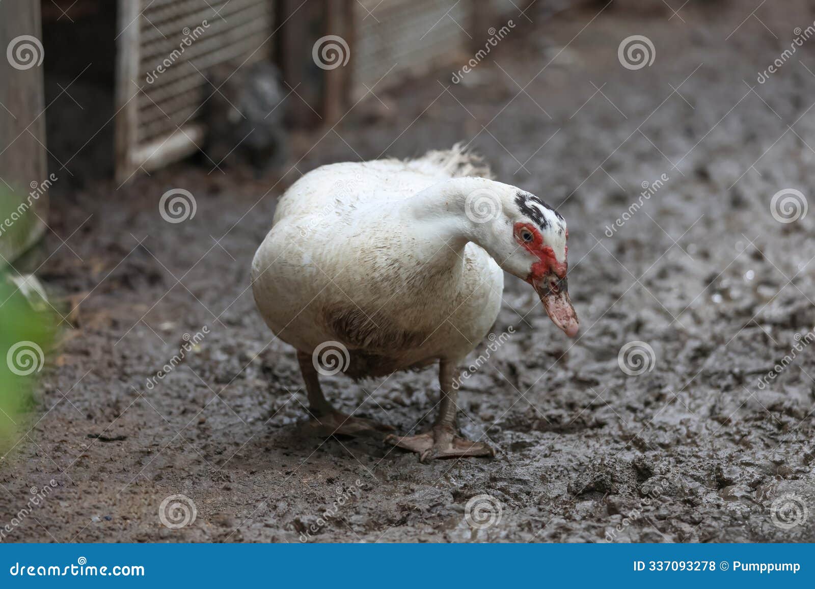 The White Duck is Happy on Mud in Farm after Rainny Day Stock Photo ...