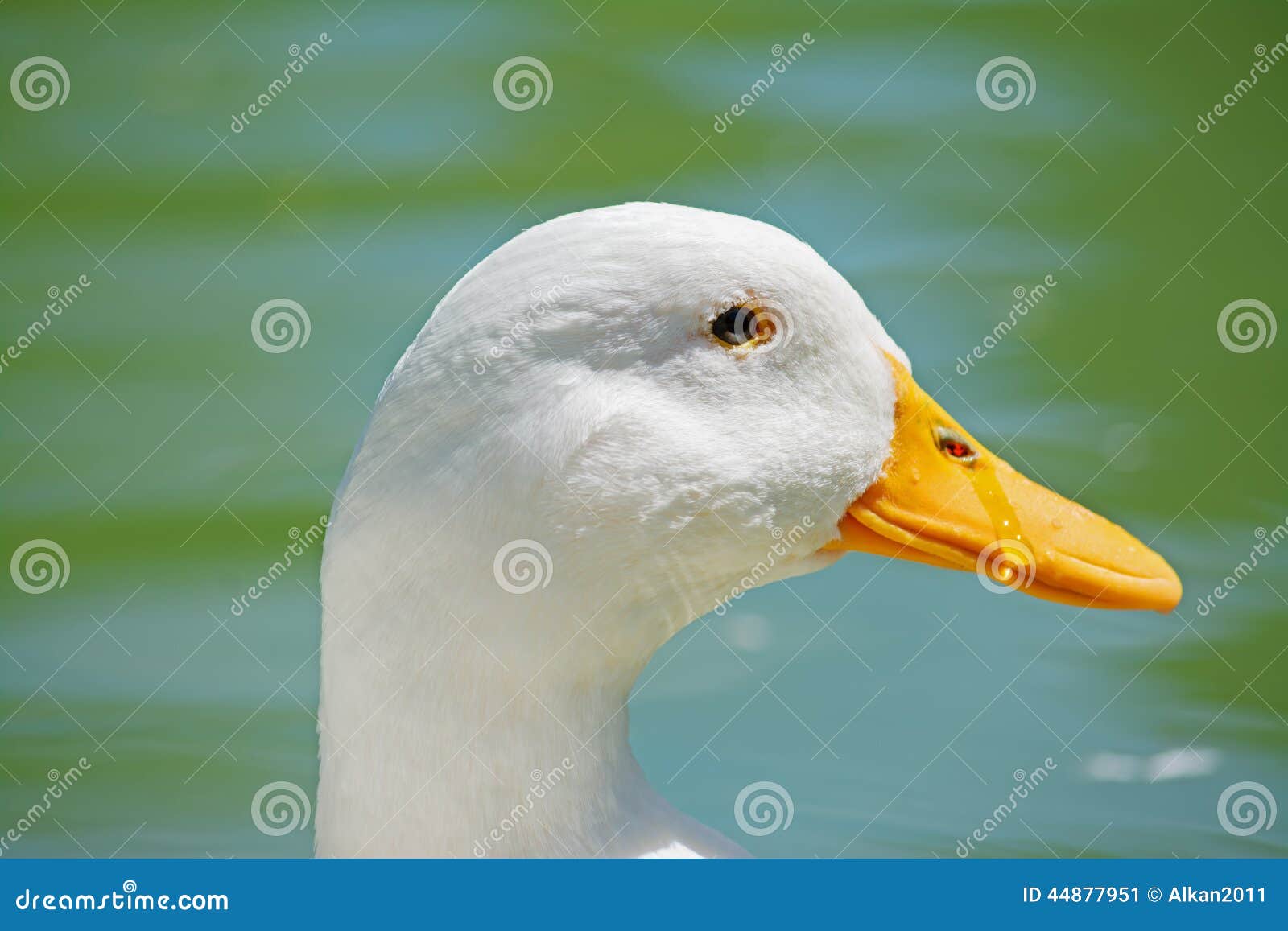 White duck head stock image. Image of beak, duck, white - 44877951