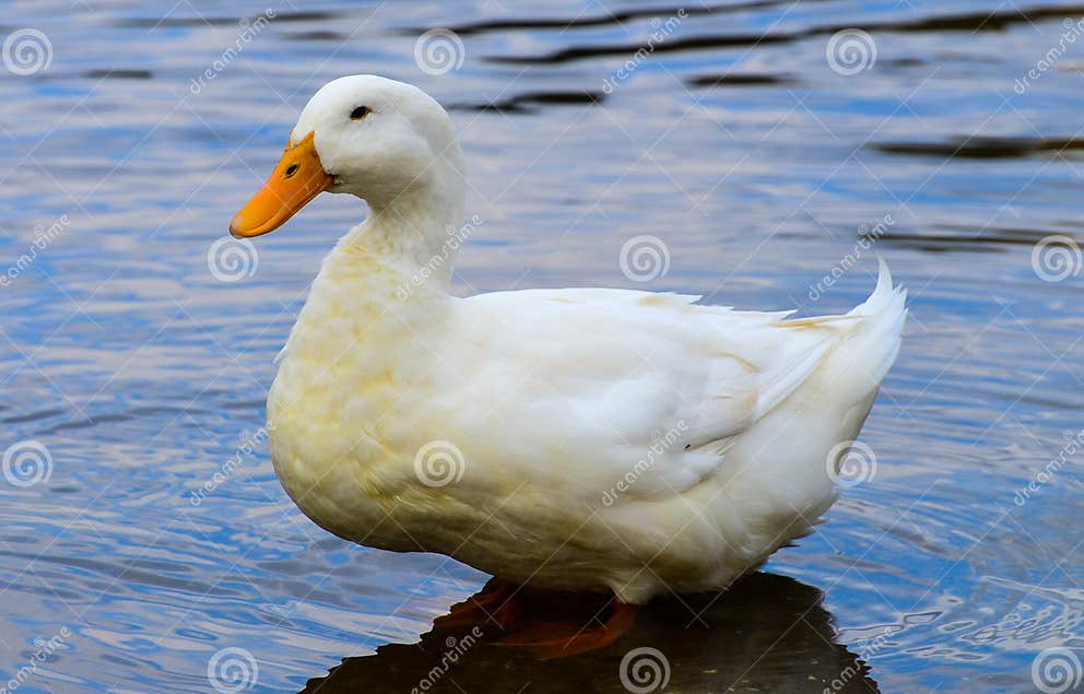 White duck stock image. Image of pure, ducks, white, bird - 61243843
