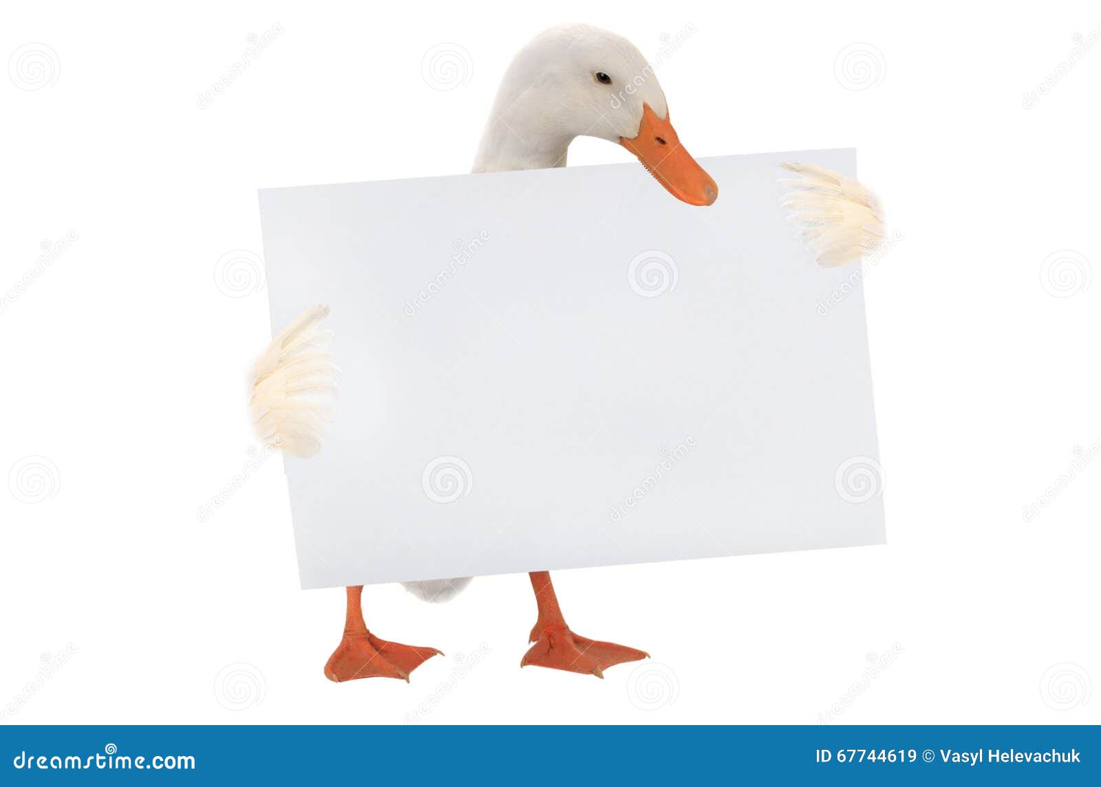 White duck stock image. Image of beak, animal, brown - 67744619