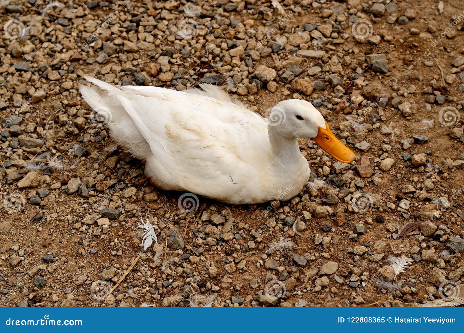 A white duck stock image. Image of donald, nature, neck - 122808365