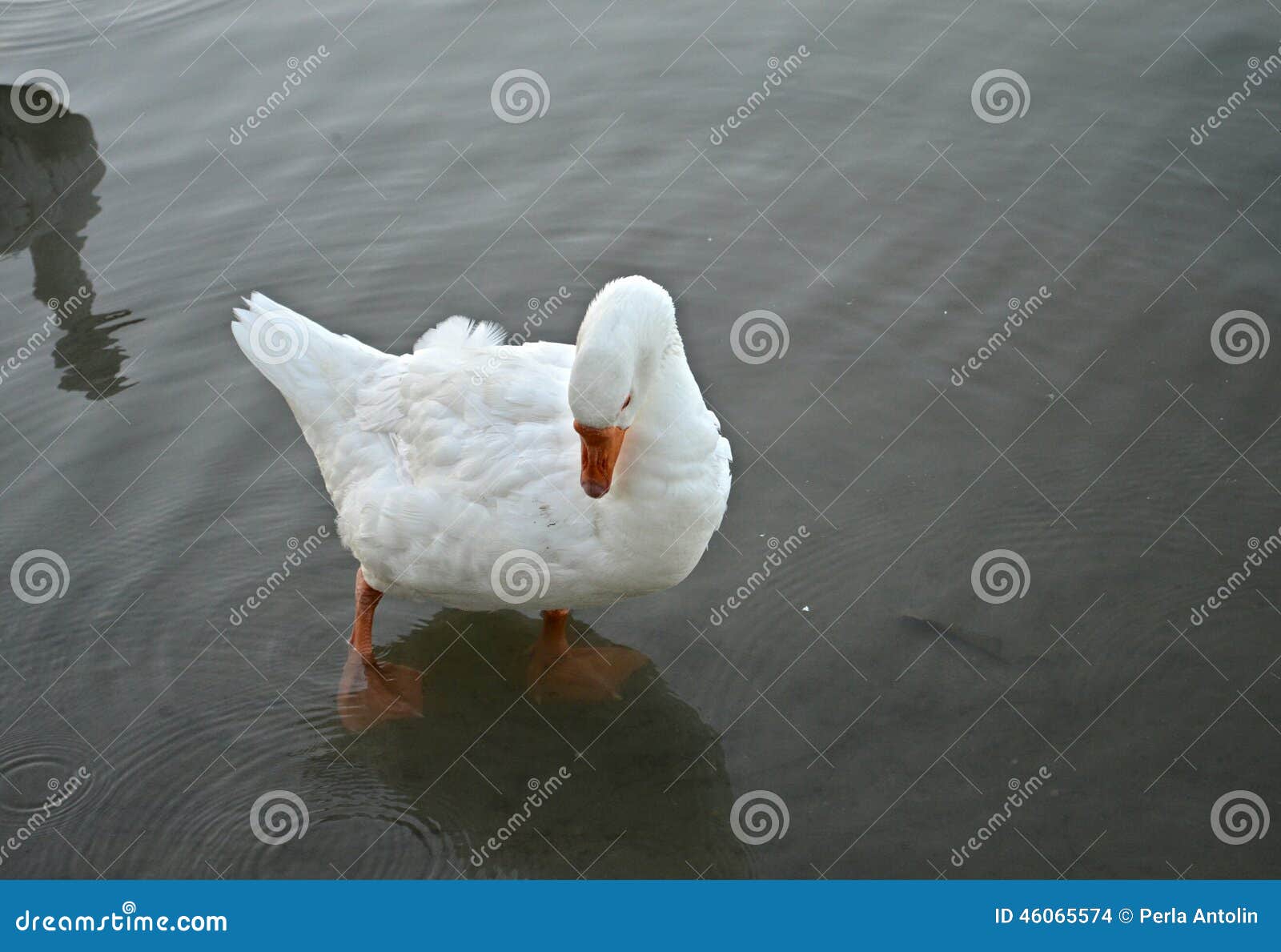 White duck stock photo. Image of nature, animals, duck - 46065574