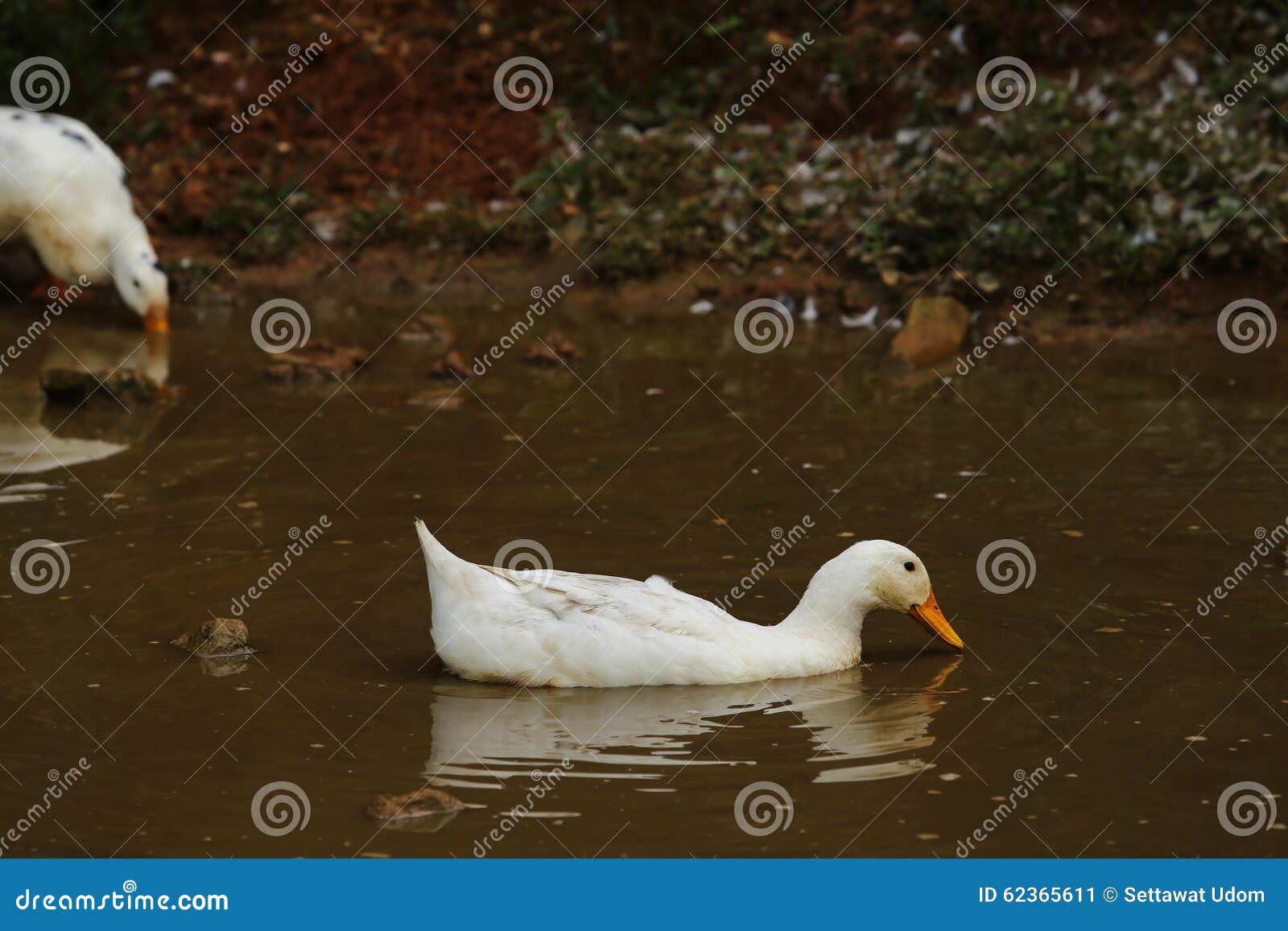 White duck stock image. Image of geology, clouds, feeding - 62365611