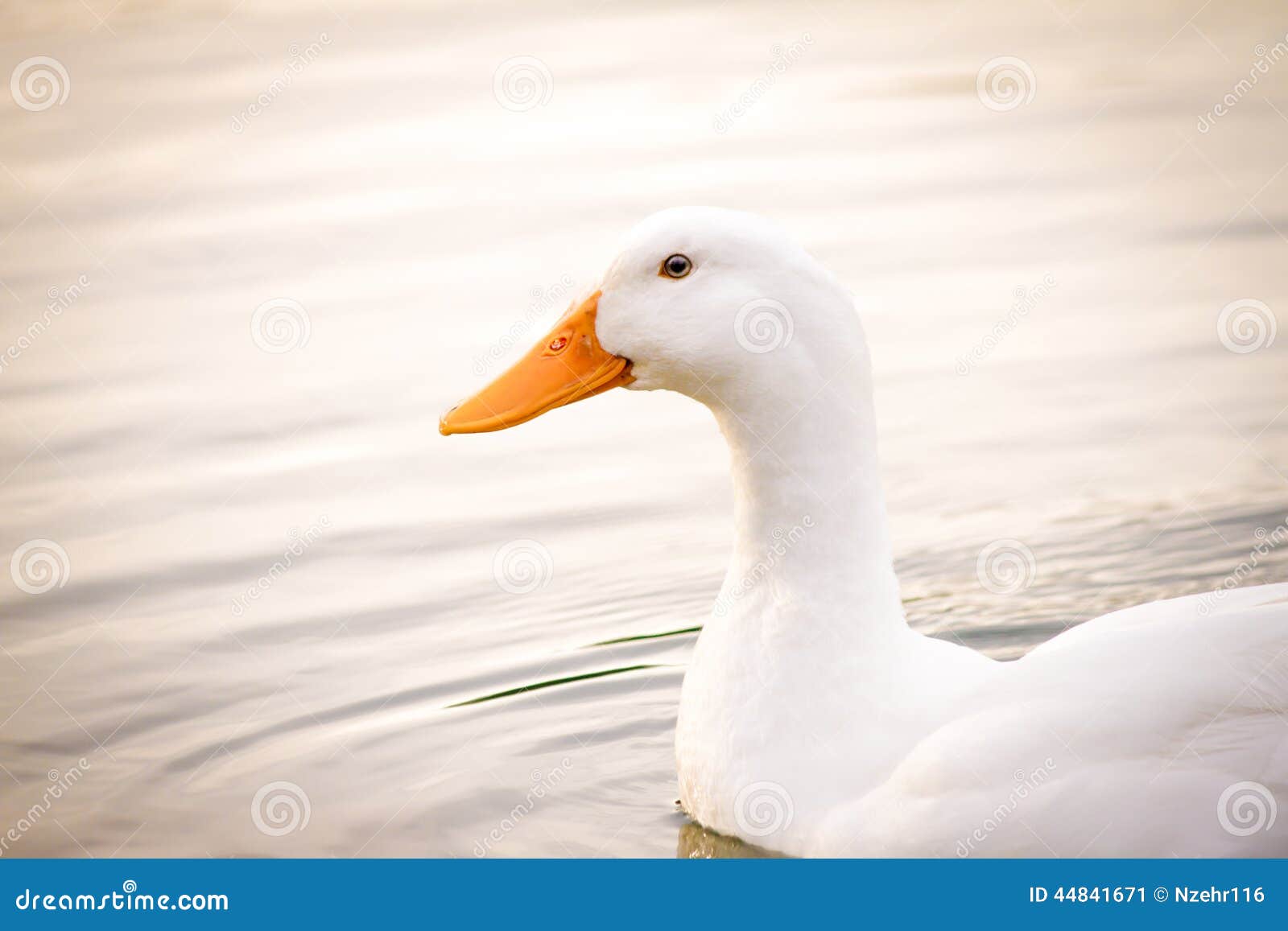 White Duck Peking stock image. Image of white, duck, sunset - 44841671