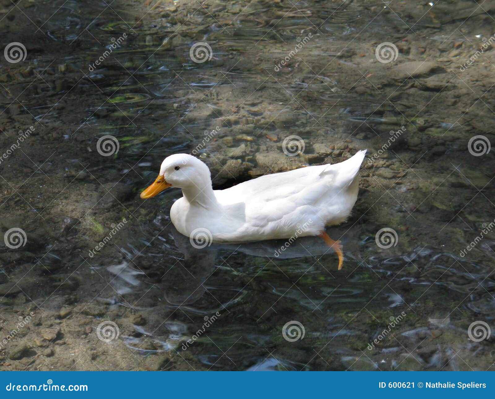 White Duck on Pond stock image. Image of pond, duck, bird - 600621