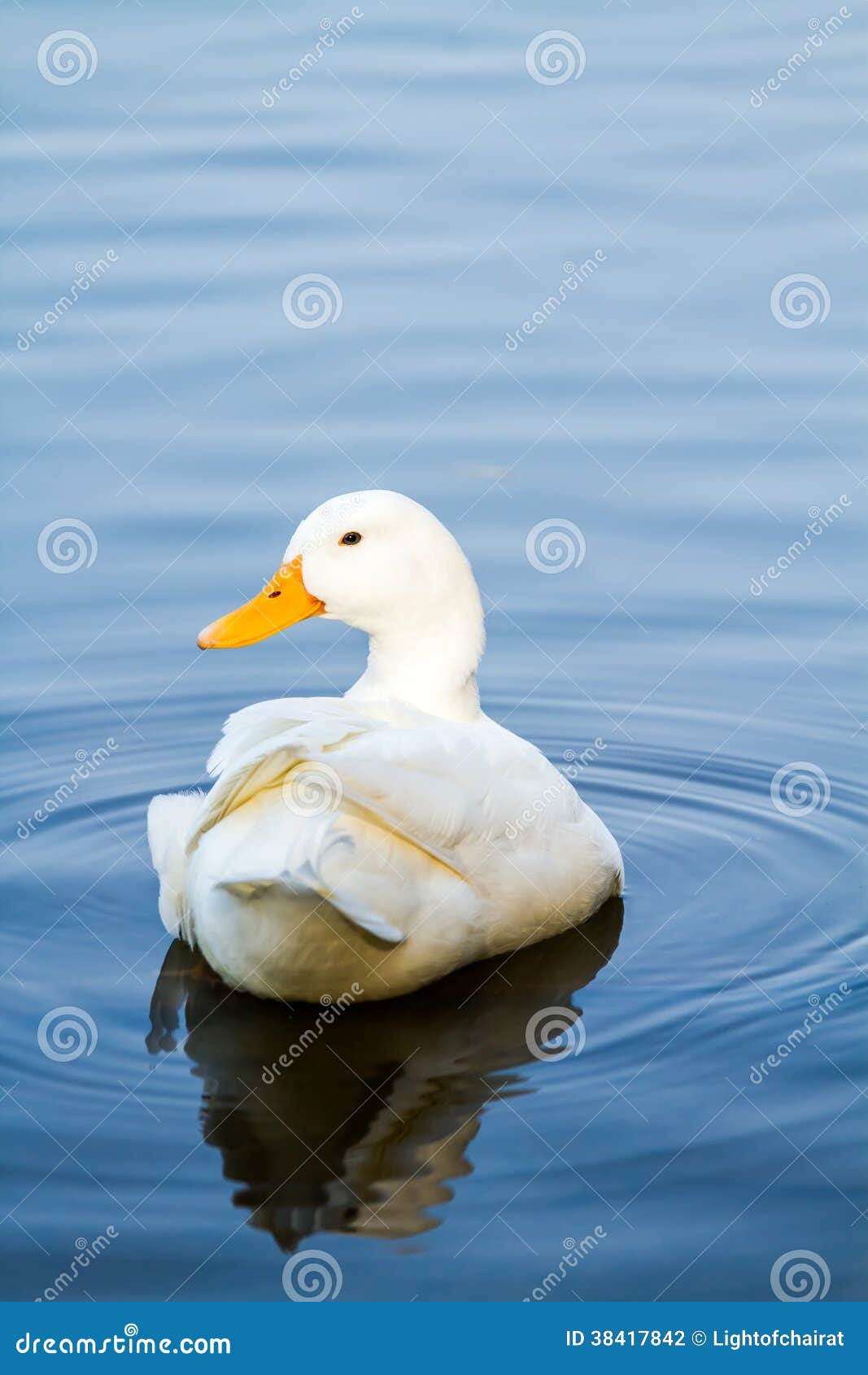 White Duck in Pool, Chiangmai Thailand Stock Photo - Image of feather ...