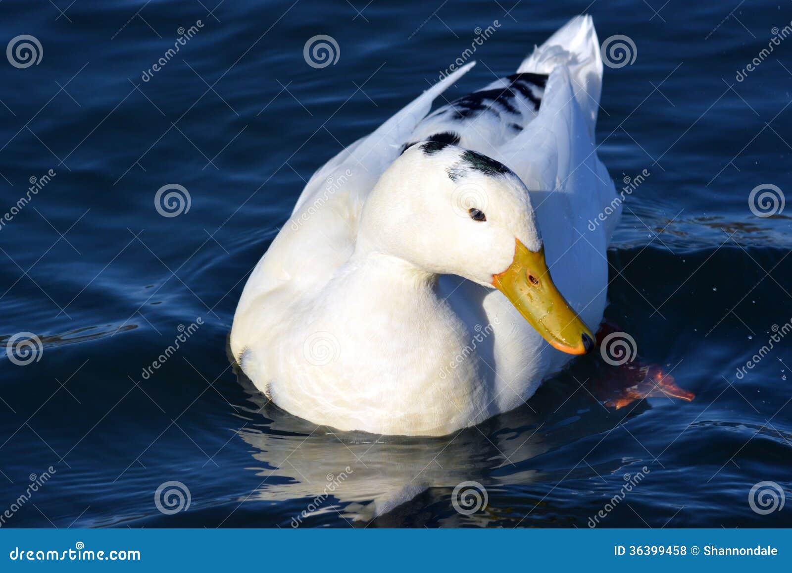 White duck profile stock photo. Image of water, nature - 36399458