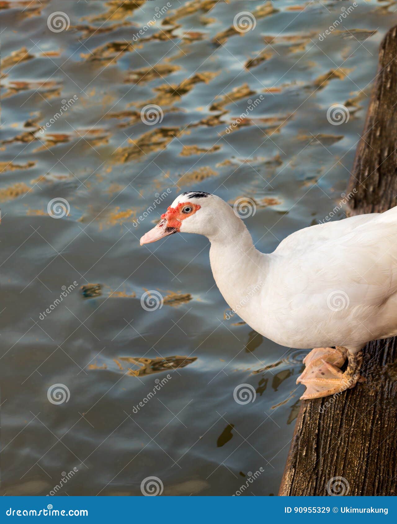 White Duck Ready Jump into the Water Stock Image - Image of white, cute ...
