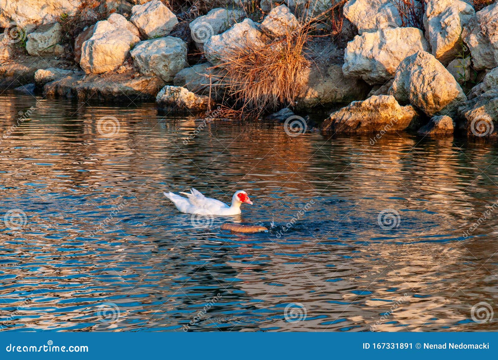 White duck with red beak stock image. Image of natural - 167331891