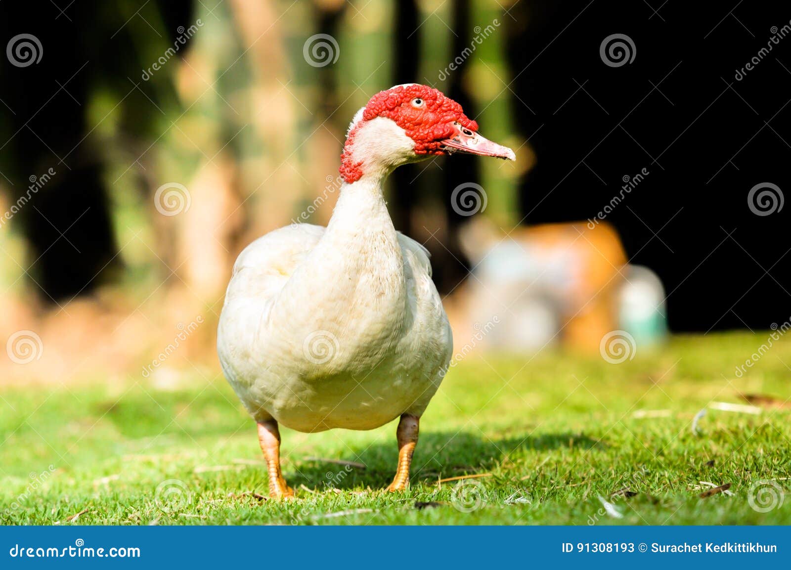 White duck red nose stock image. Image of outdoors, wild - 91308193