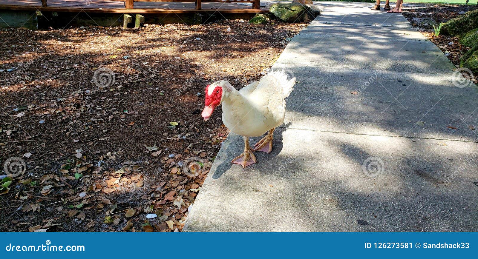 Walks like a Duck stock image. Image of micro, duck - 126273581