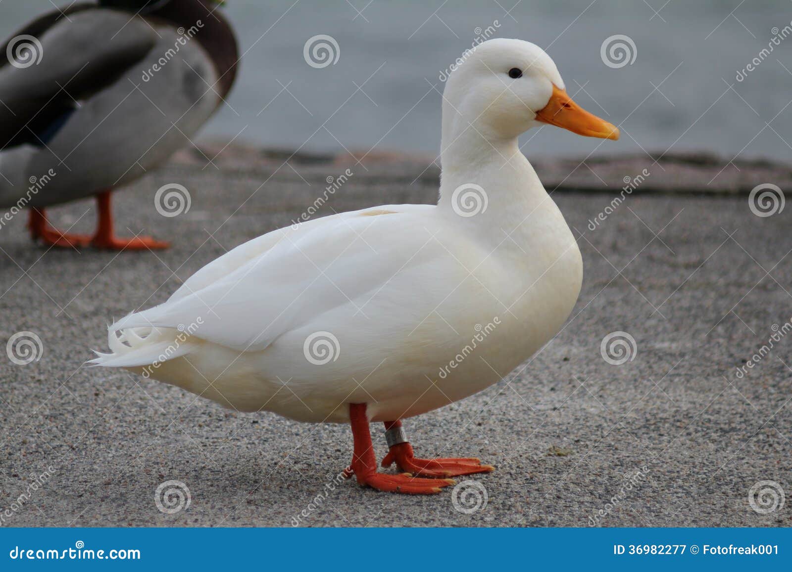 White Duck stock image. Image of duck, detail, beak, bird - 36982277