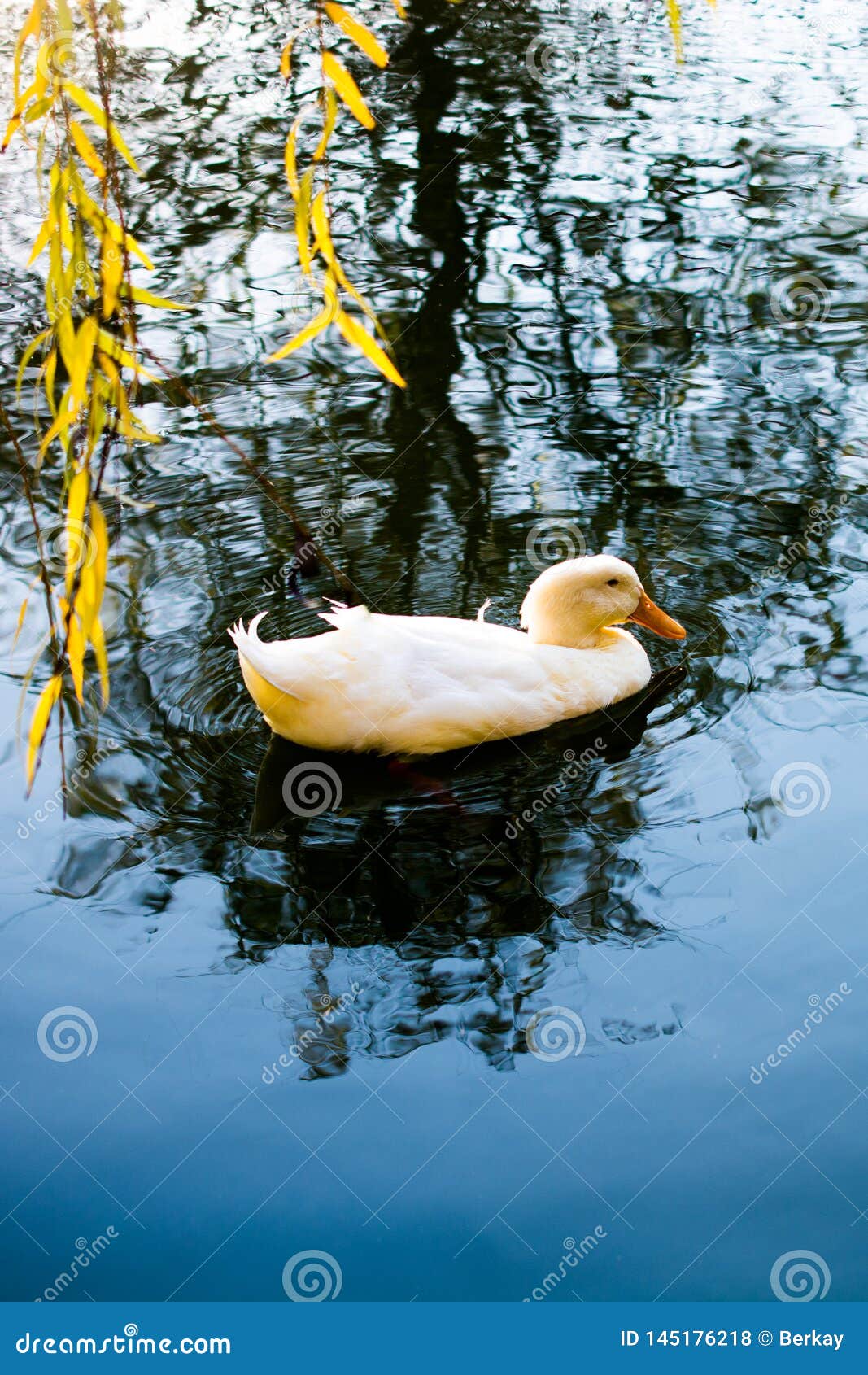 White Duck by the Side of the Pond Stock Photo - Image of beautiful ...