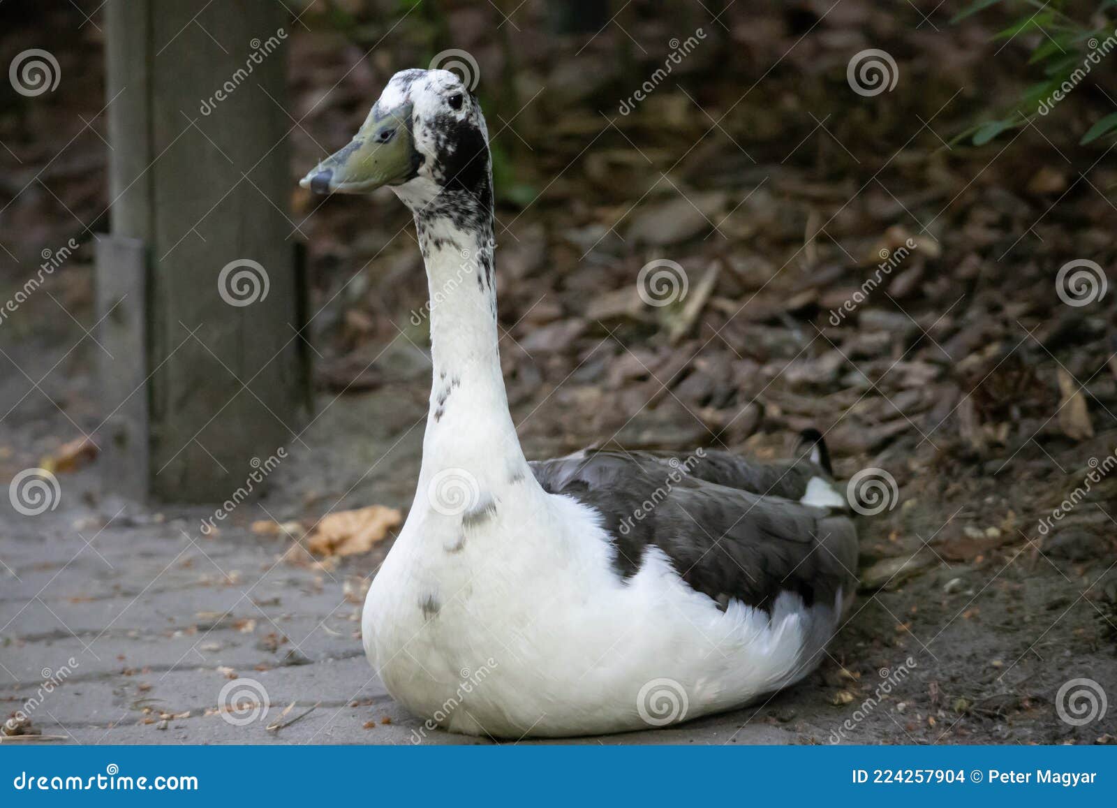 White Duck Sitting Alone and Smiling Stock Photo - Image of waterfowl ...