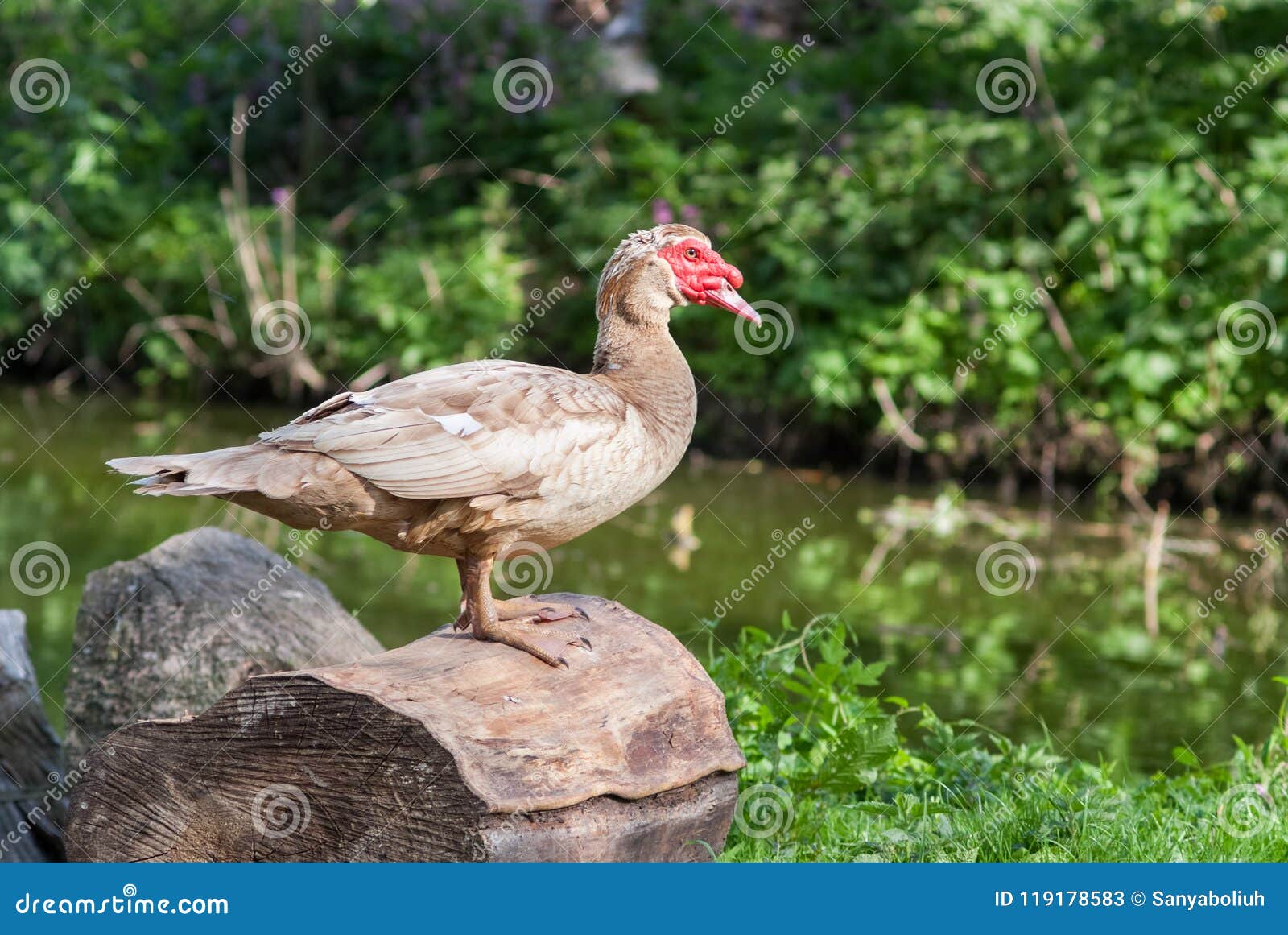 White duck sitting alone stock image. Image of group - 119178583